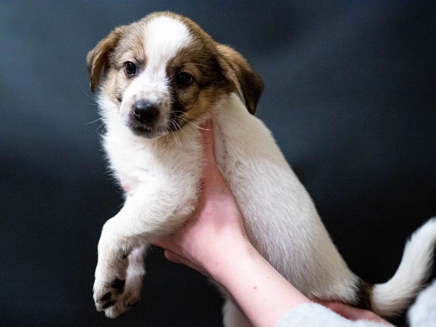 Щенки
