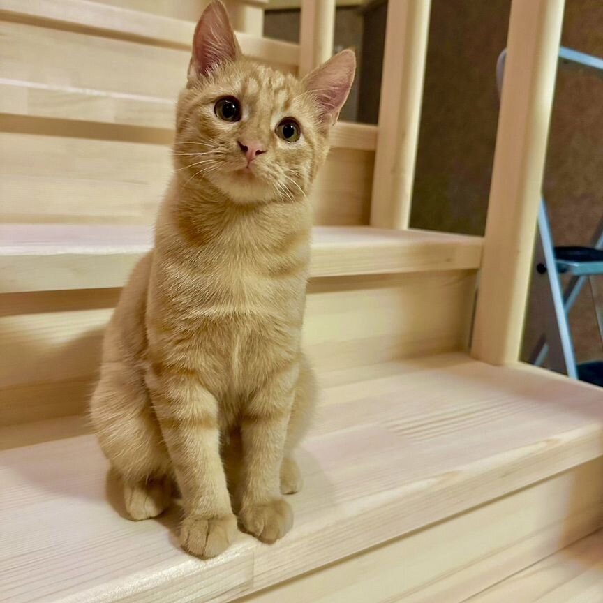 Котенок мальчик в добрые руки