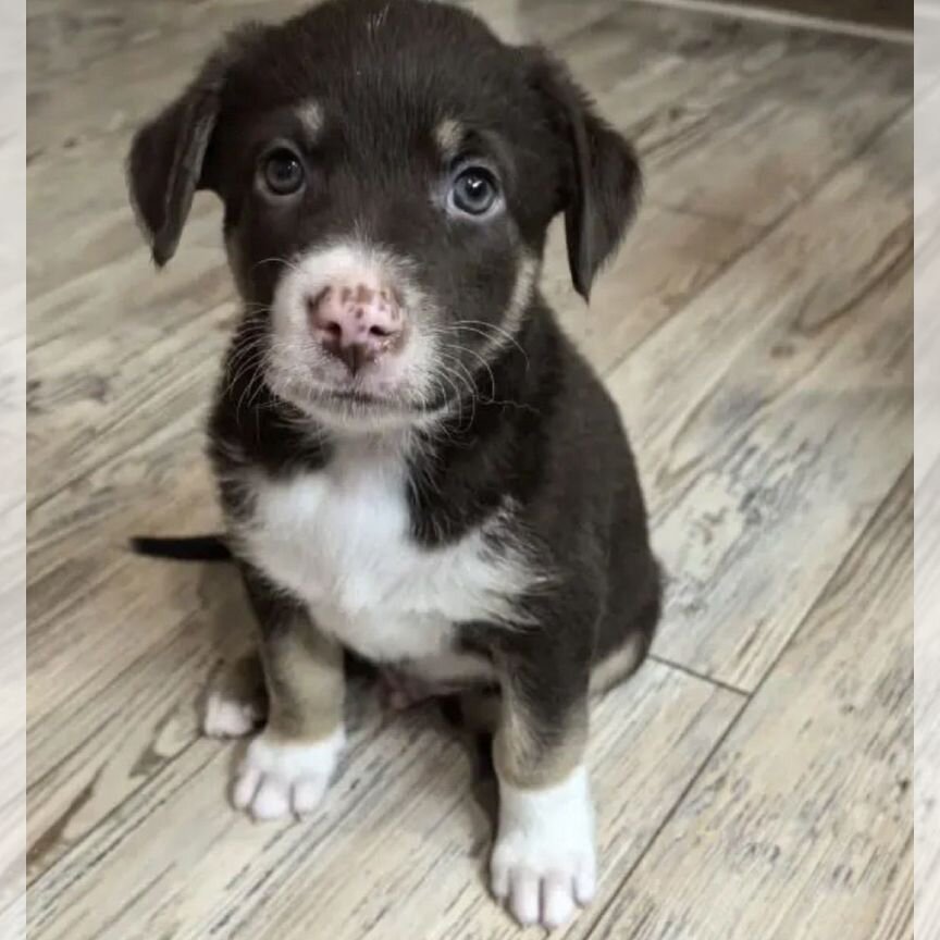 Щенок в добрые руки