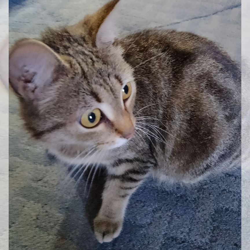 Кошка, Казашка