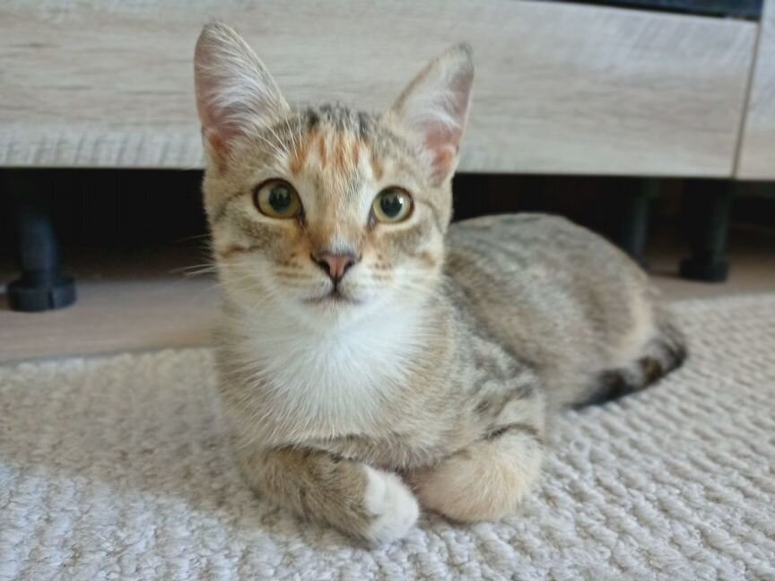 Яшма в добрые руки