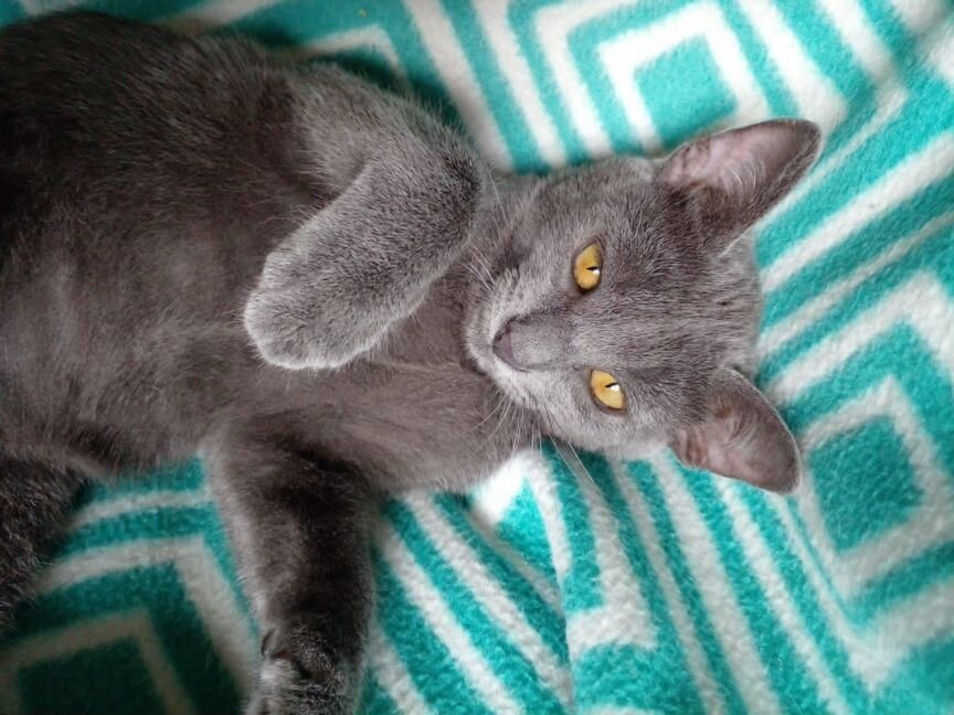 Котёнок Дымка, голубой окрас