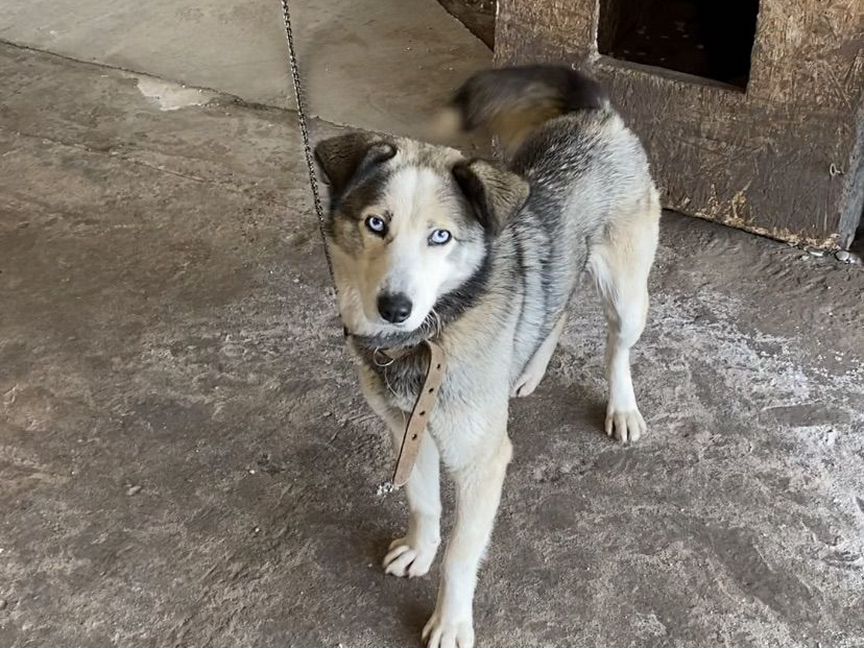 Собака в добрые руки отдам бесплатно