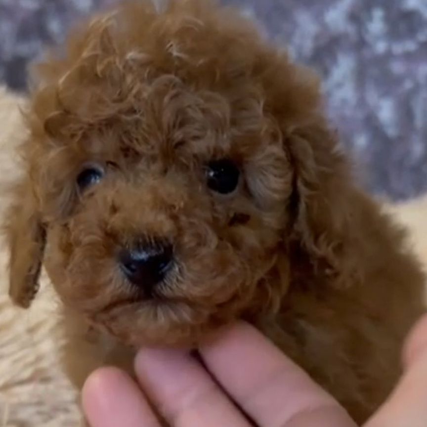 Пудель, щенок