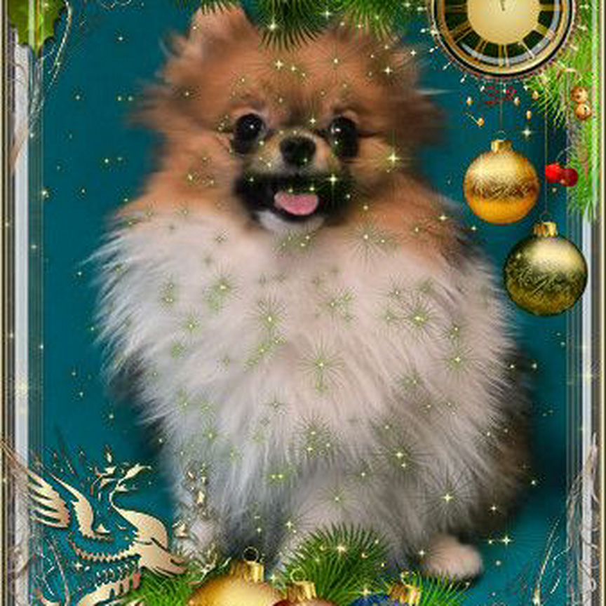 Мини мини шпицулик