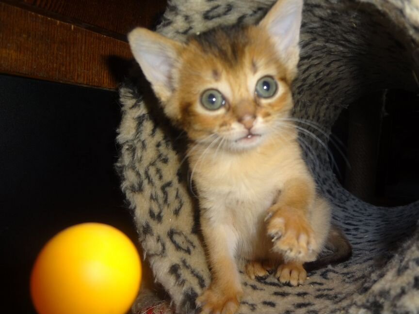 Абиссинский очаровашка