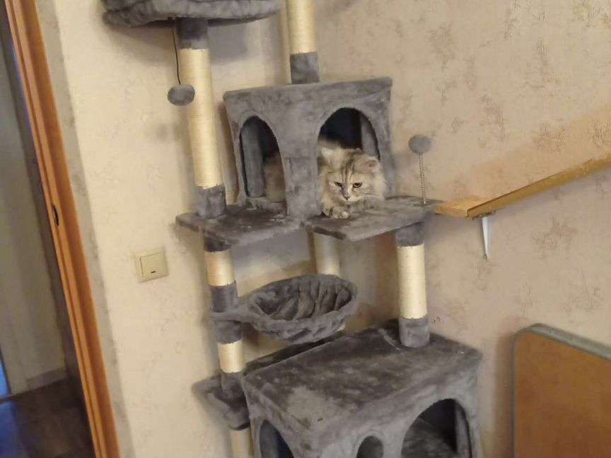Кошачий городок