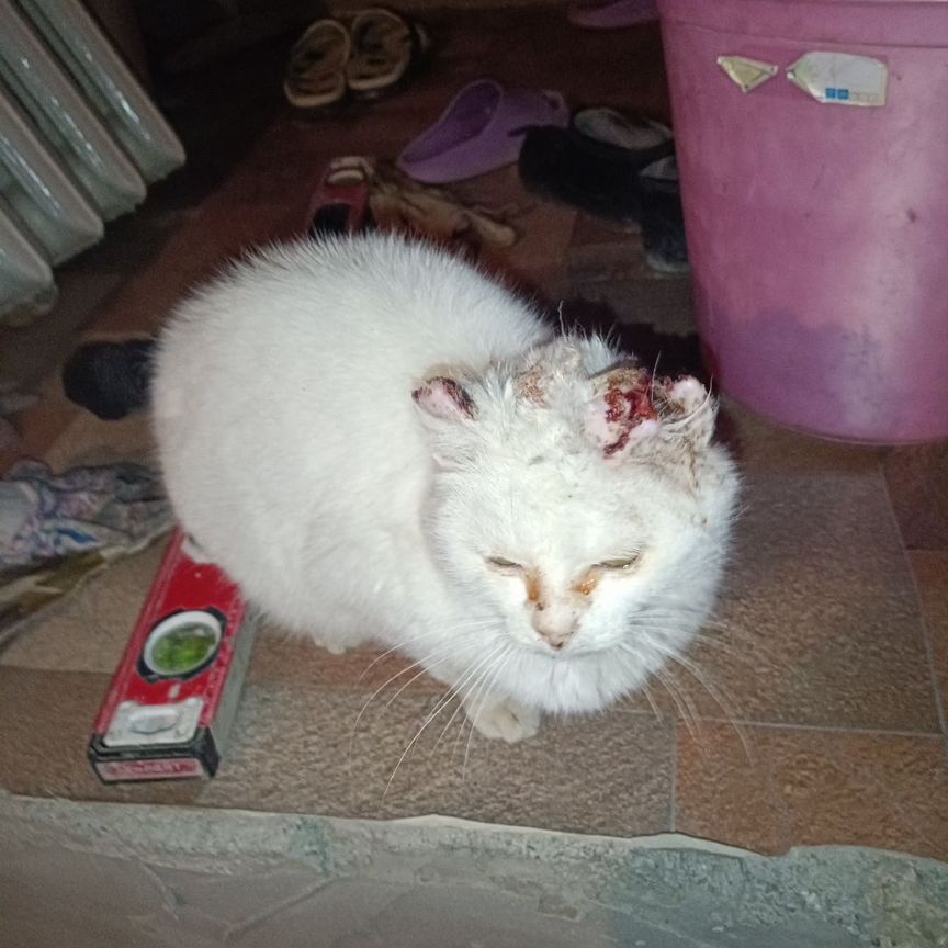 Помощь коту