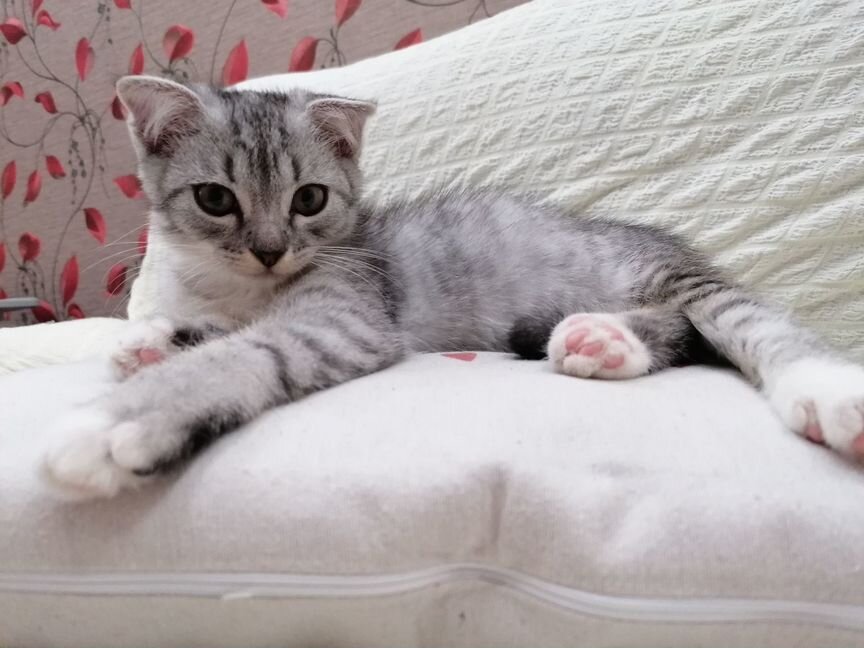 Шотландский вислоухий котенок мраморный