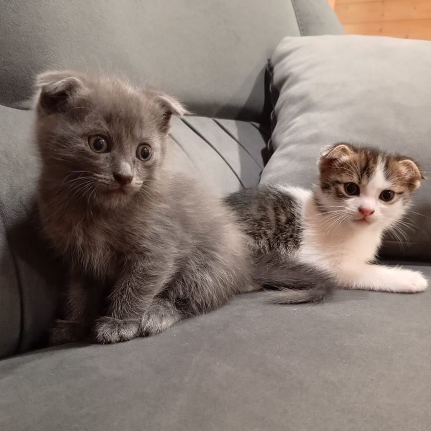 Котята мальчики не чистокровные вислоушки