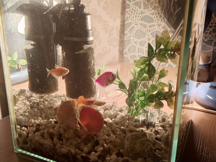 Аквариум с рыбками