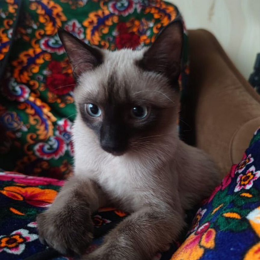 Сиамский кот вязка