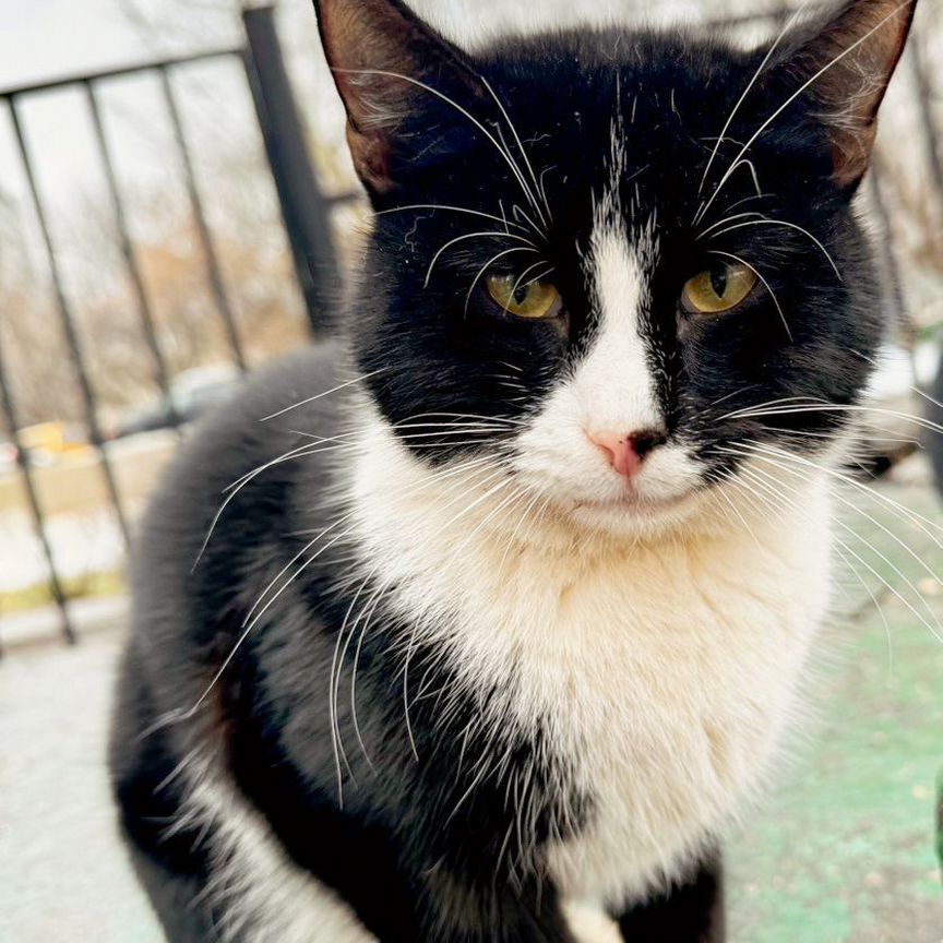 Котик на улице