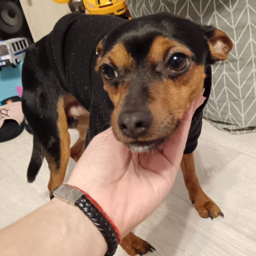 Вязка жених той-терьер