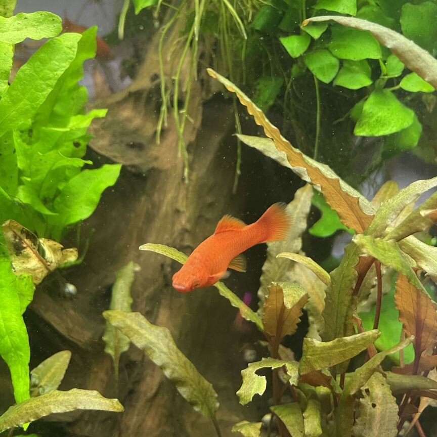 Меченосцы подростки бесплатно