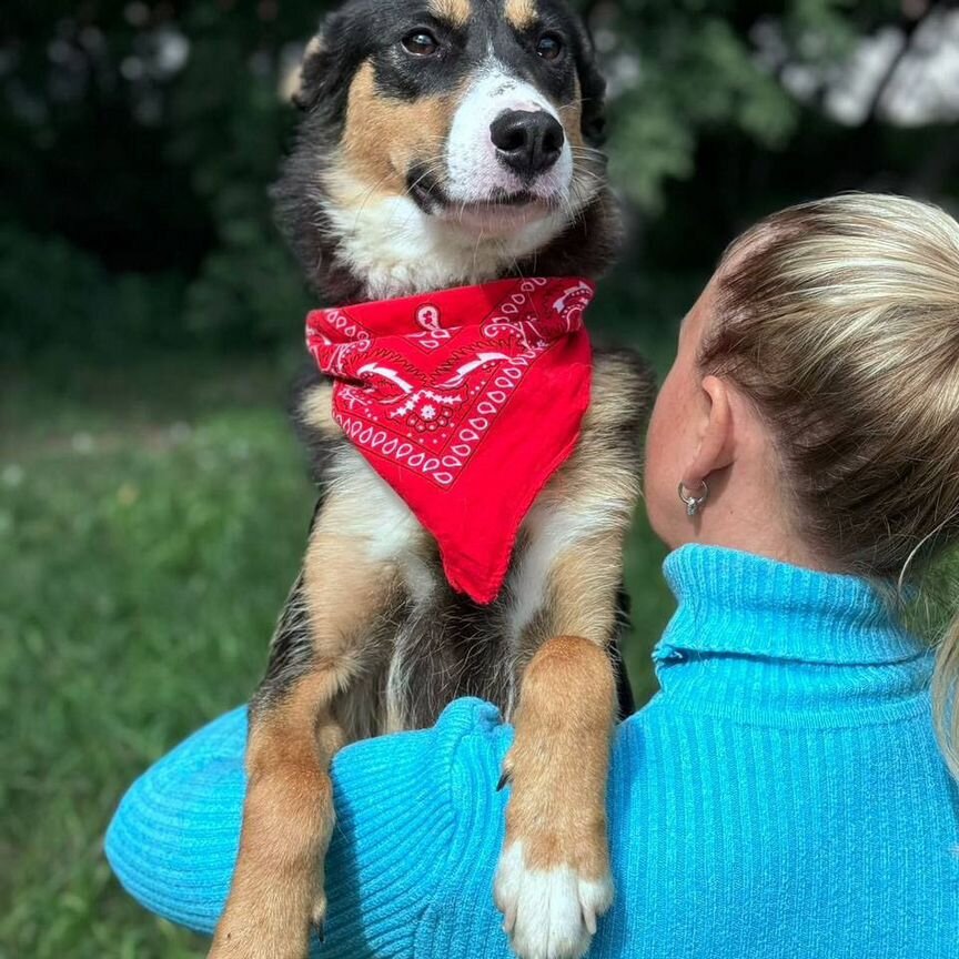 Щенок Фиалка из приюта в добрые руки