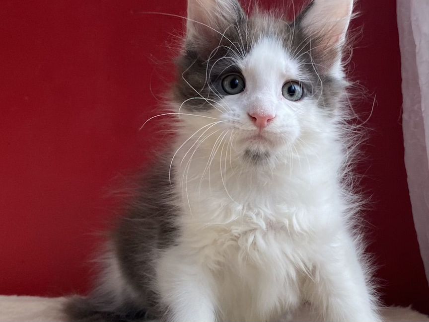 Котик голубой с белым