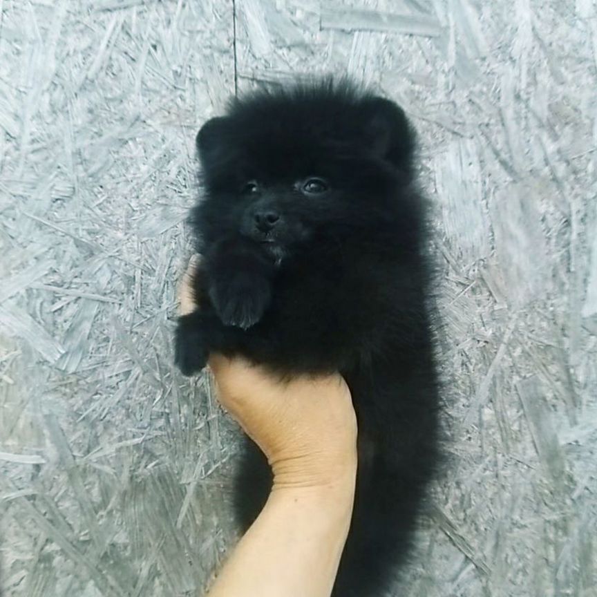 Черная жемчужина