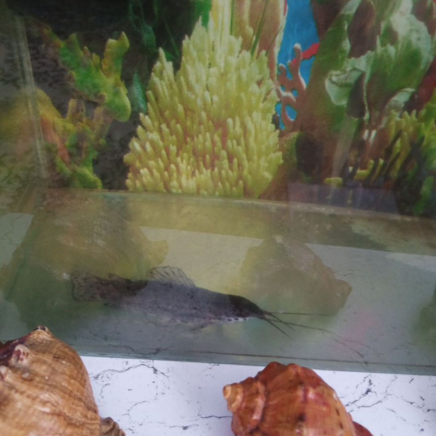 Сом мешкожвберный