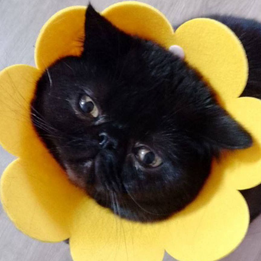 Экзотический кот вязка