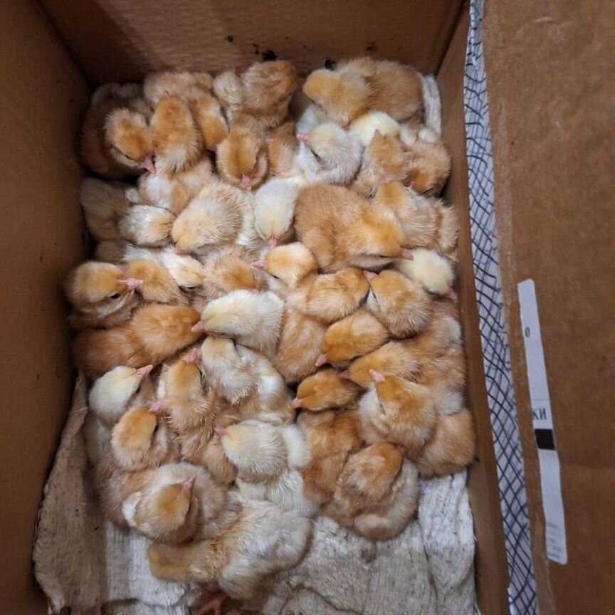 Цыплята несушки