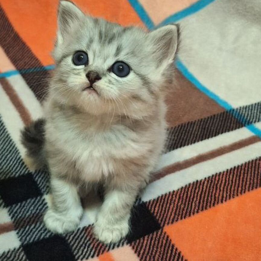Шотландский вислоухий короткошёрстный котёнок