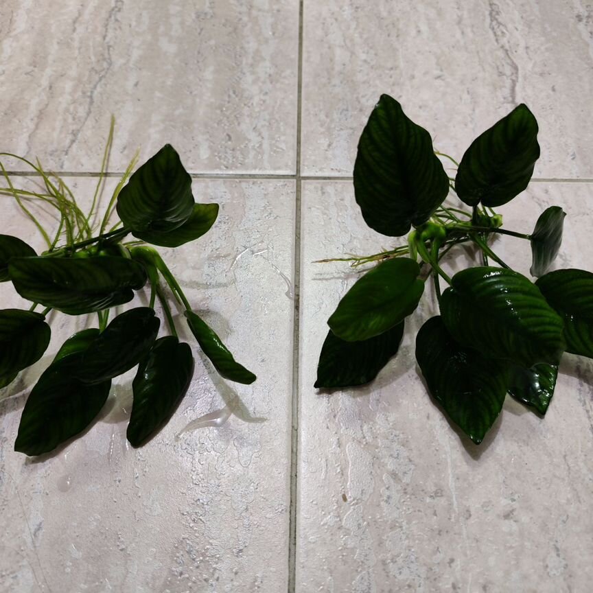 Анубиас бартера