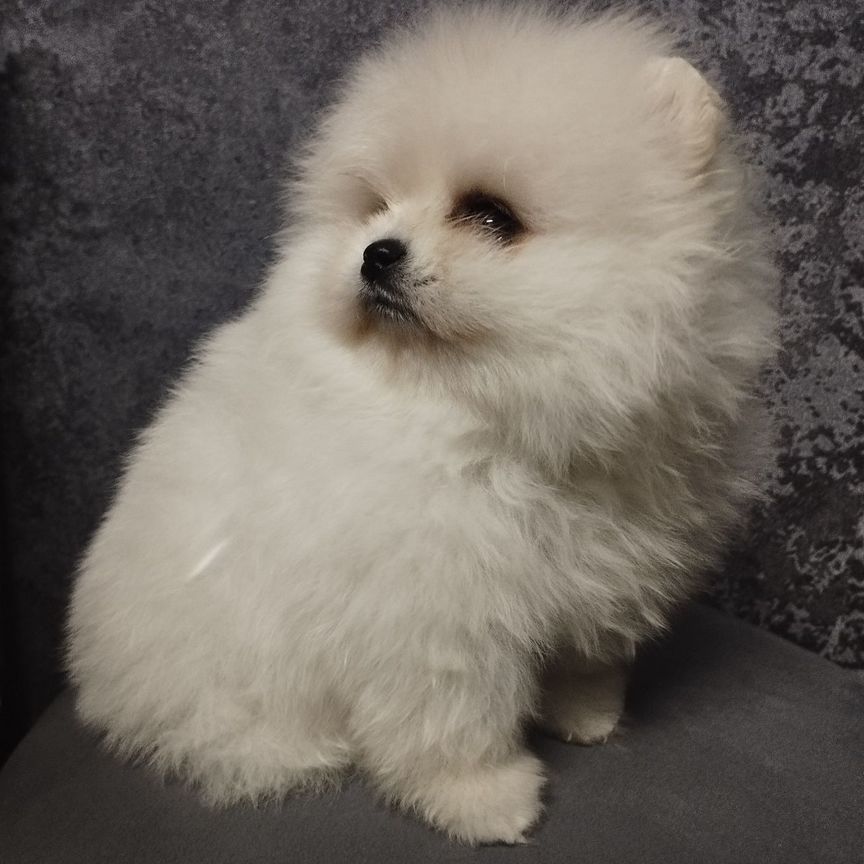 Померанский шпиц, щенок