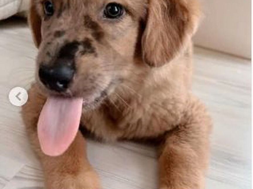 Возьмите Лейлу в дом