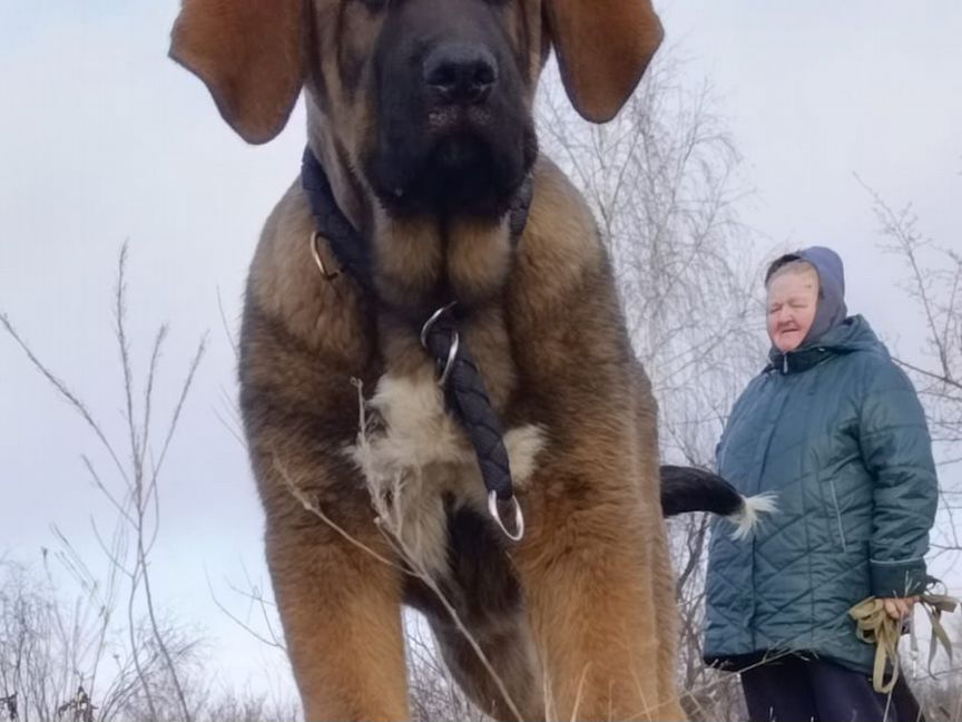 Испанский мастиф