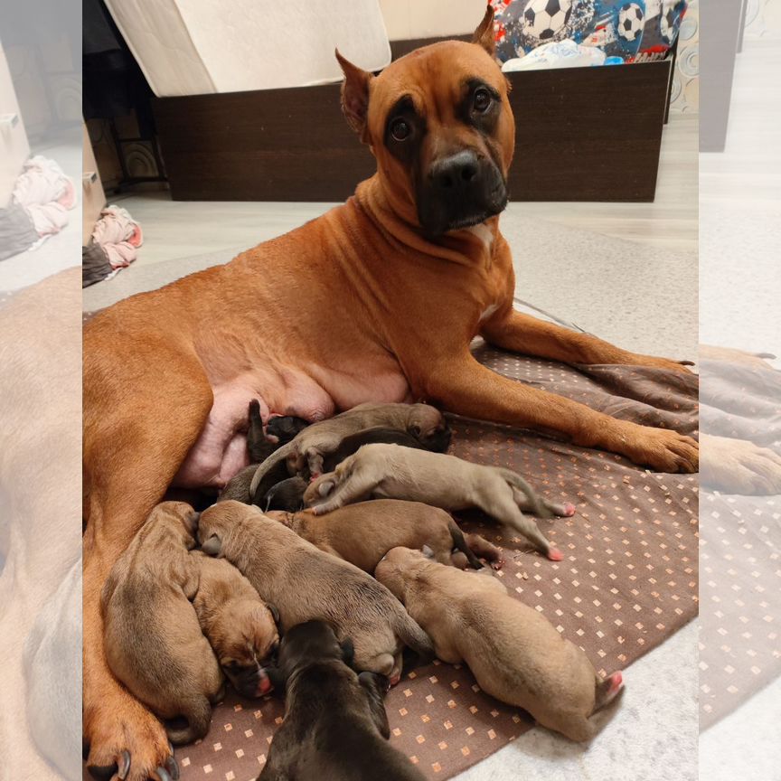 Американский стаффордширский терьер, щенок