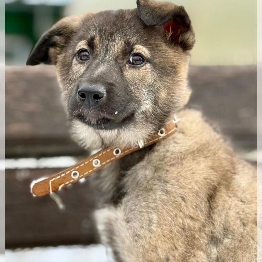 Щенок в добрые руки