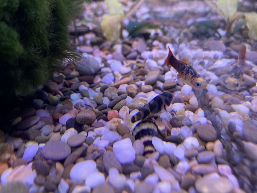 Улитки хилены