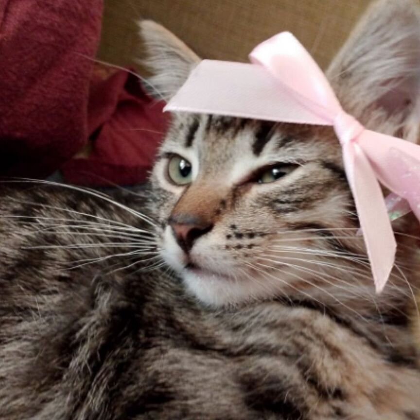 Умница красавица котенок