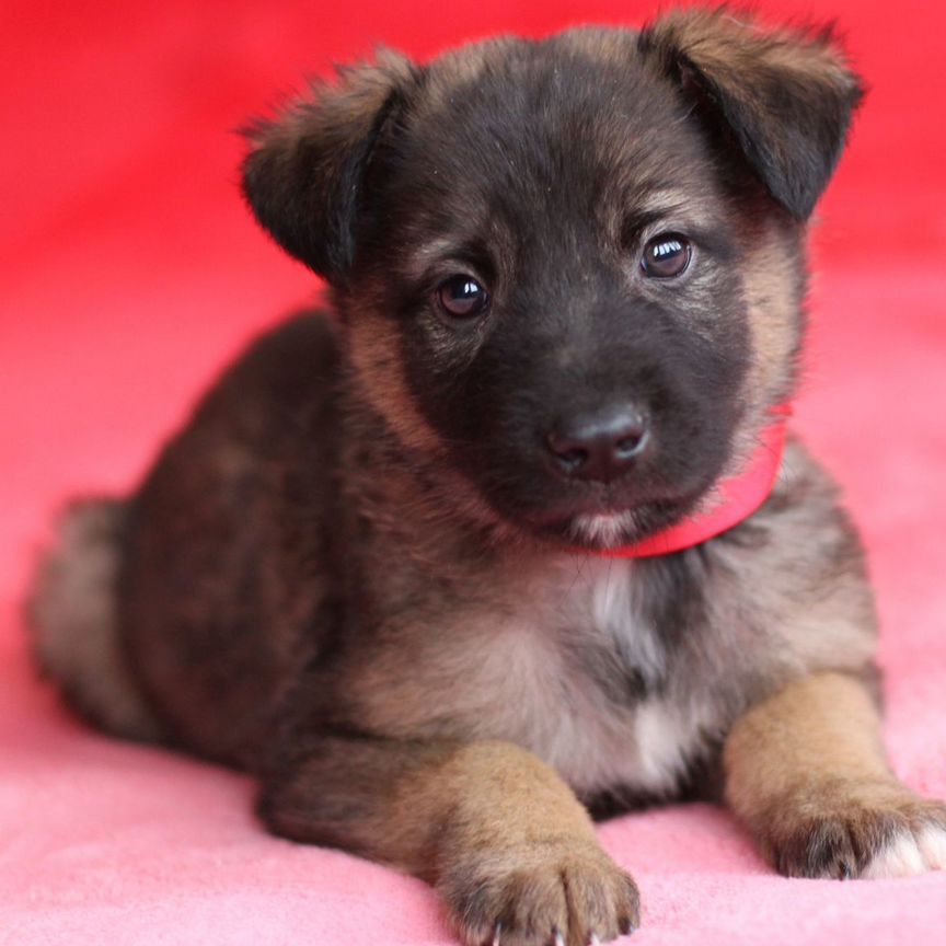 Щенок в добрые руки