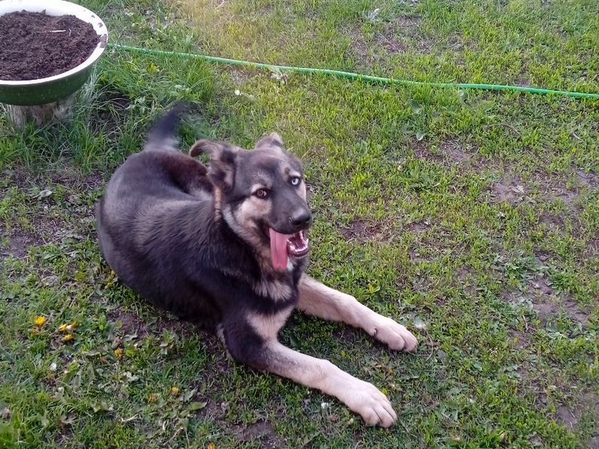 Собака в добрые руки отдам бесплатно