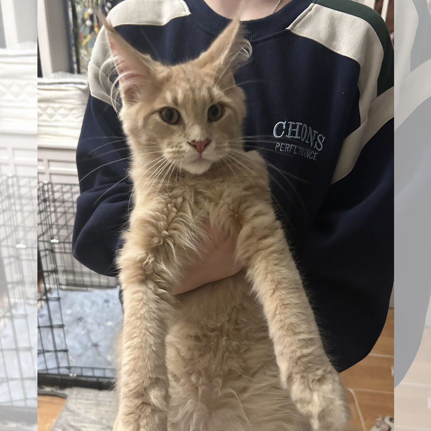 Мейн-кун котёнок