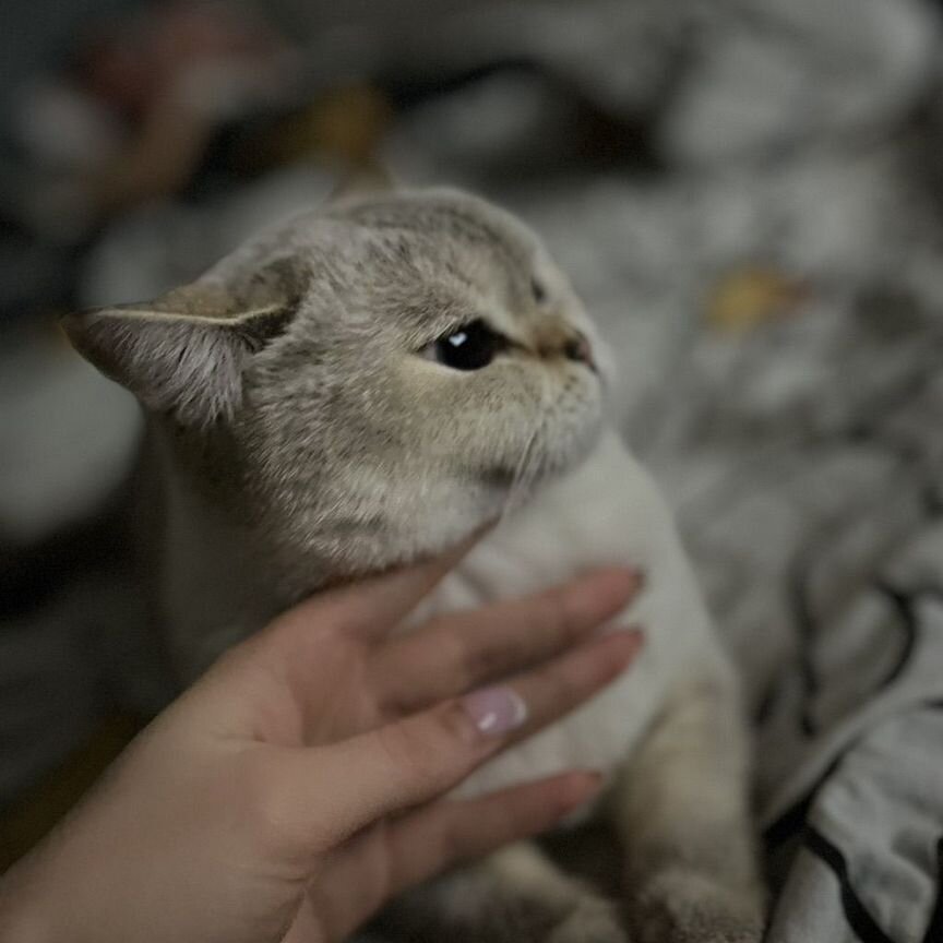 Вязка кошек серебристая шиншилла