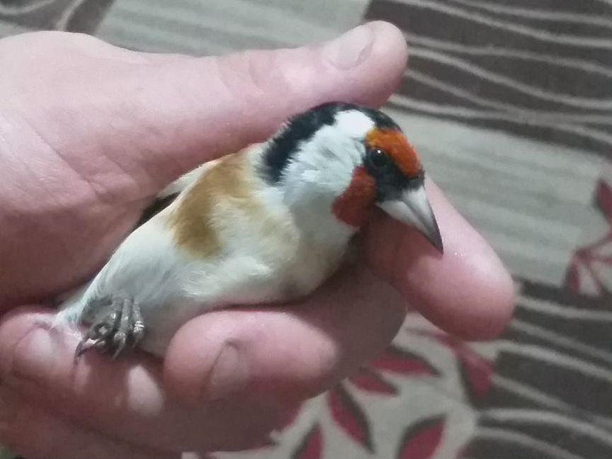 Птица щегол