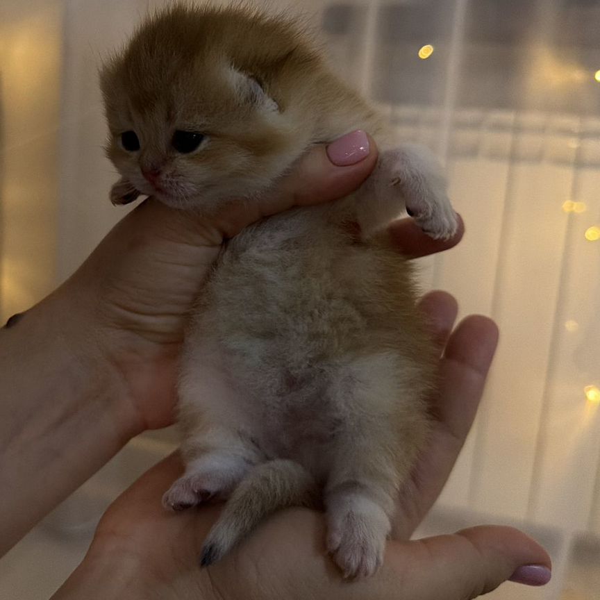 Шотландский прямоухий короткошёрстный котёнок