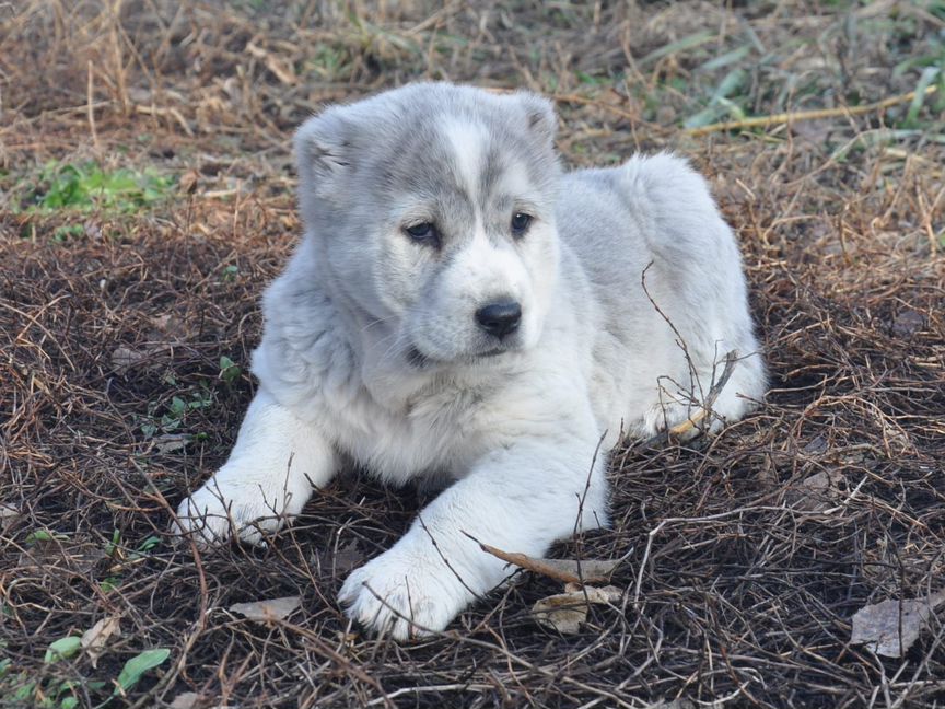 Алабай (сао) - туркменские крови С документами