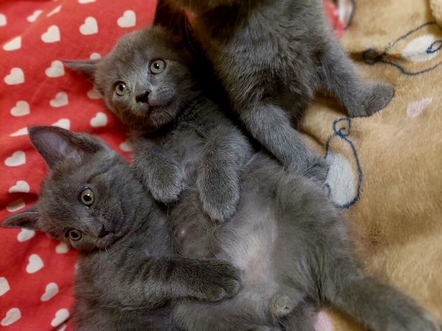 Британские котята