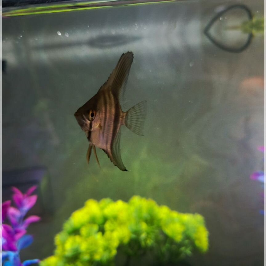 Аквариумные рыбки