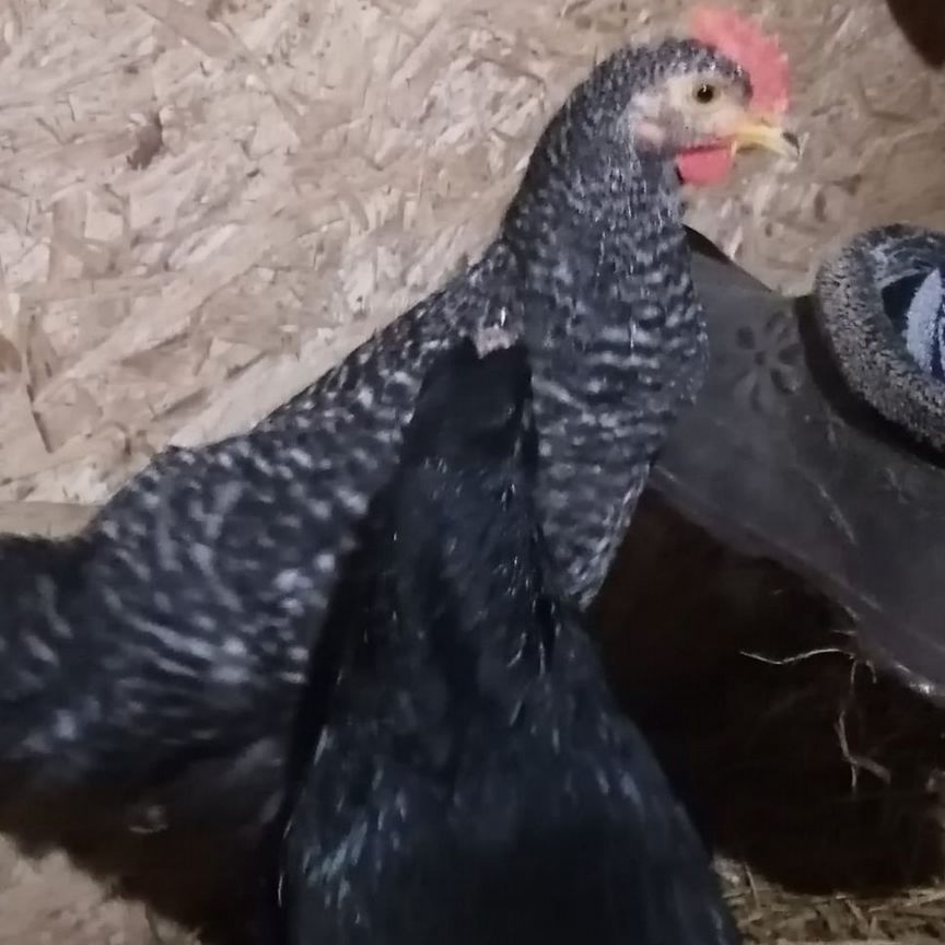 Петушки молодые