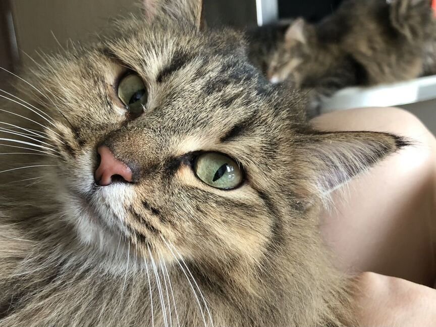 Котята в добрые руки даром бесплатно