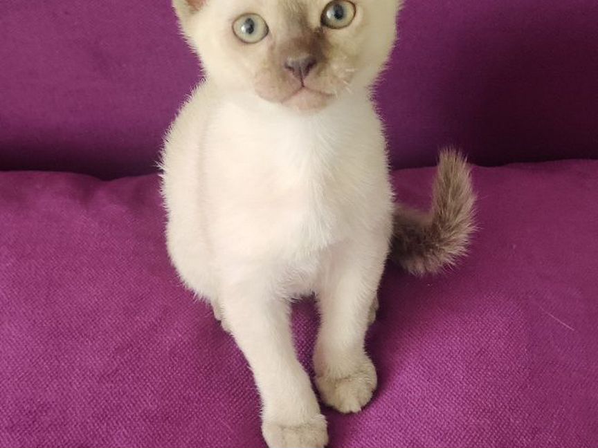 Бурманские котята