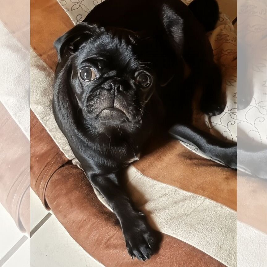 Мопс, щенок