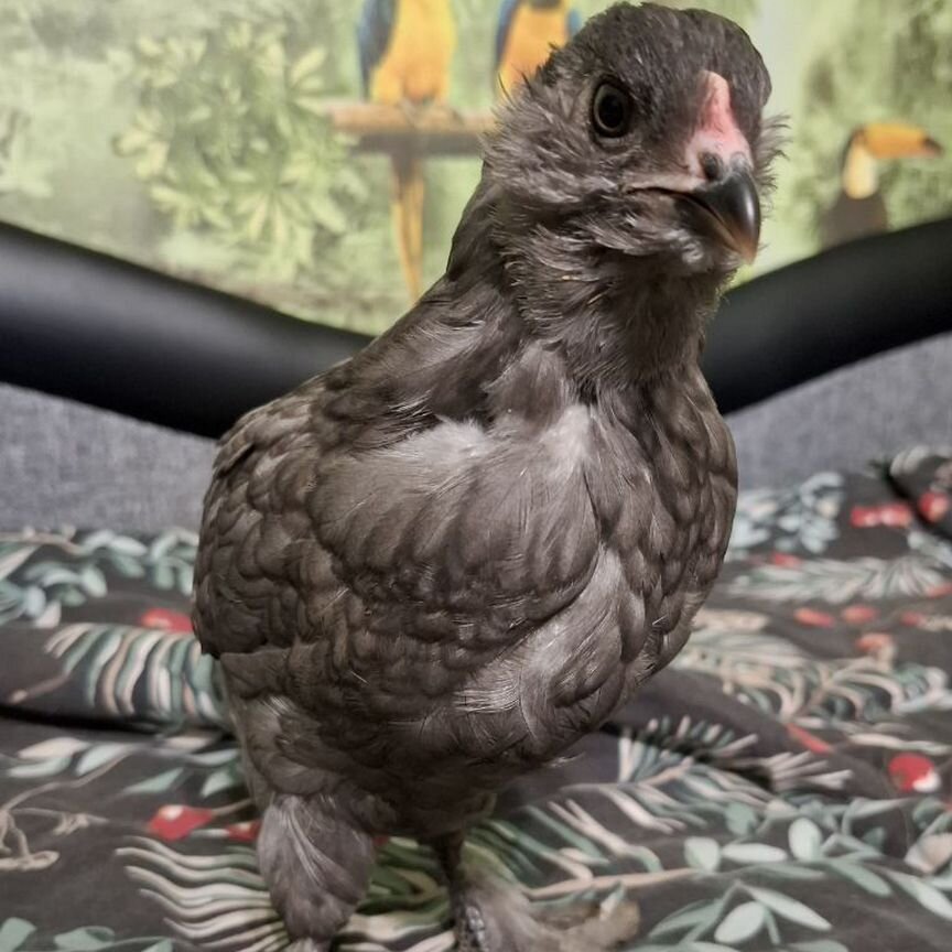 Цыплята несушки