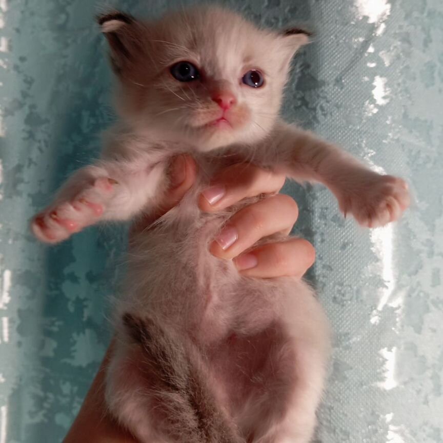 Тайский котёнок