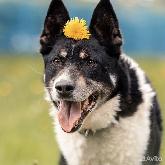 Геркулес - красивый пёс ищет дом